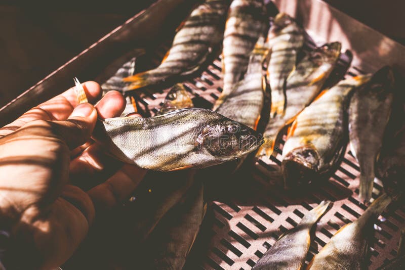 The Process of Preparing Dried Fish with an Automatic Dryer at Home ...