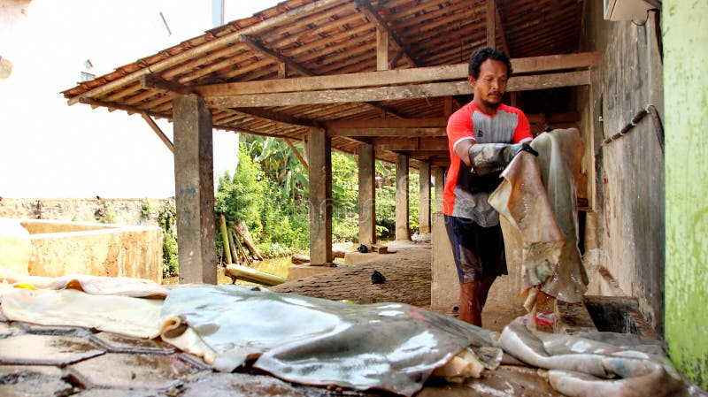 The Process of Producing Cowhide Leather for the Clothing Industry ...