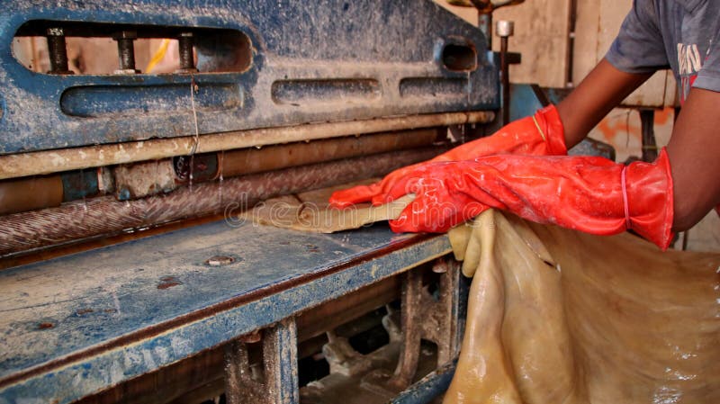 The Process of Producing Cowhide Leather for the Clothing Industry ...