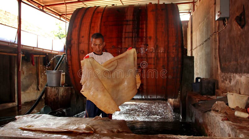 The Process of Producing Cowhide Leather for the Clothing Industry ...