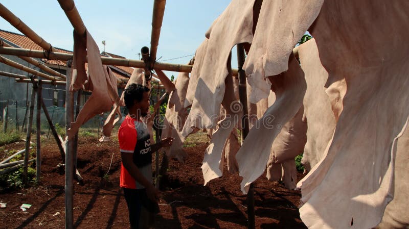 The Process of Producing Cowhide Leather for the Clothing Industry ...