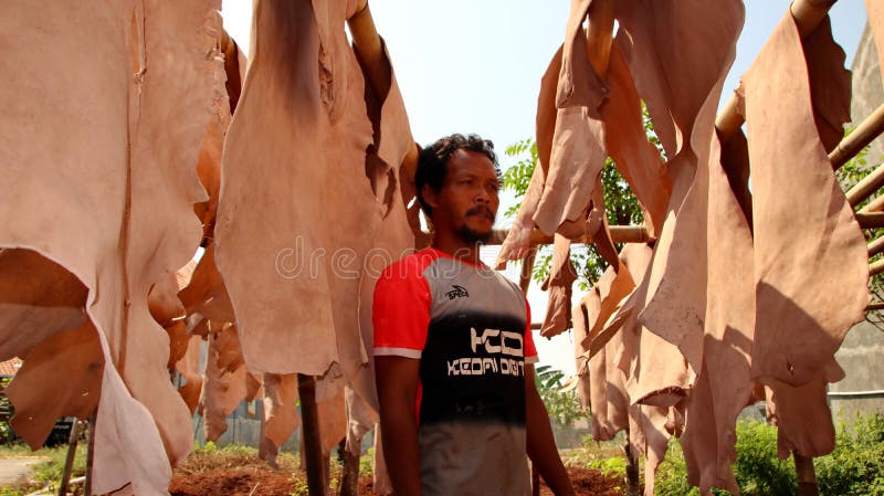 The Process of Producing Cowhide Leather for the Clothing Industry ...