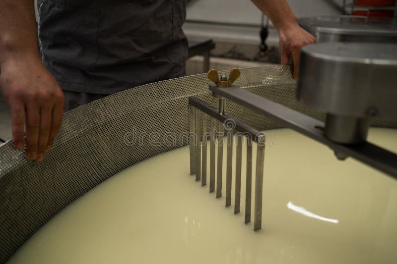 Process of Producing Different Varieties of Cheese in Industry. Cheese ...