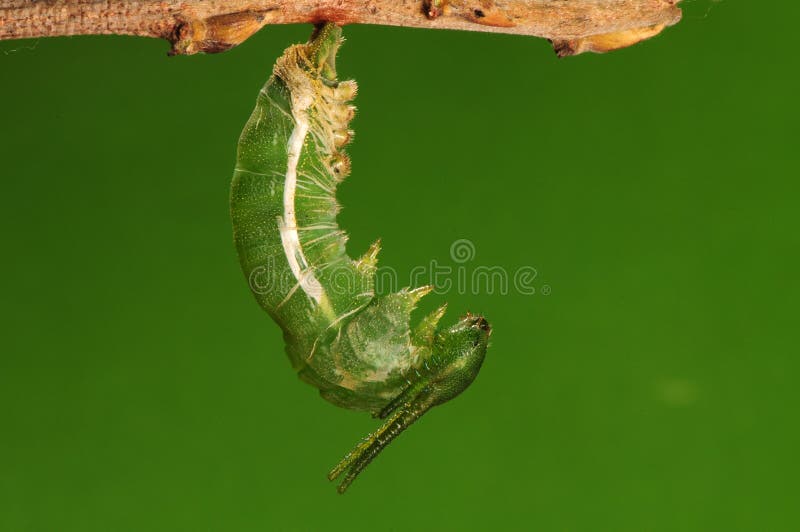 The Process of Pupation (3/8)butterfly Stock Photo - Image of eclosion ...