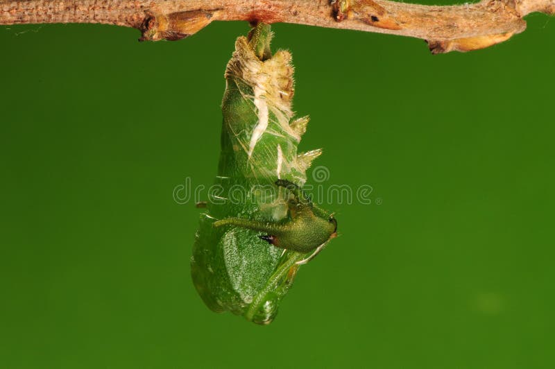The Process of Pupation (5/8)butterfly Stock Image - Image of natural ...