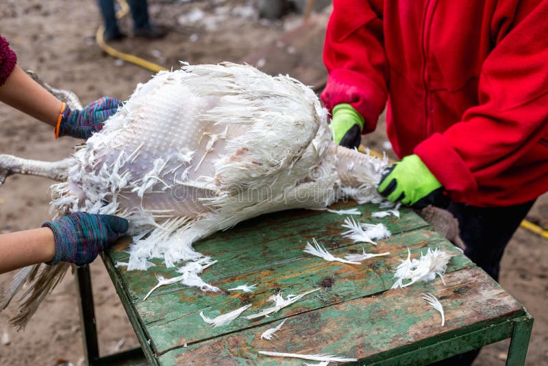 The Process of Removing Feathers from a Dead Turkey. Stock Photo ...