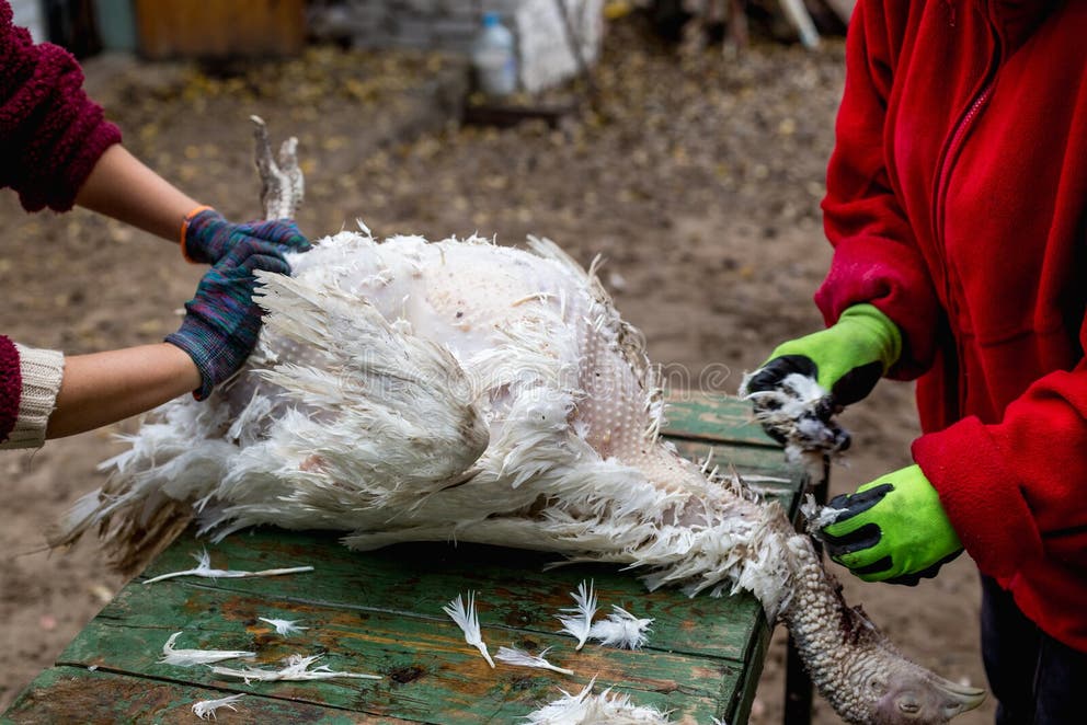 The Process of Removing Feathers from a Dead Turkey. Stock Photo ...