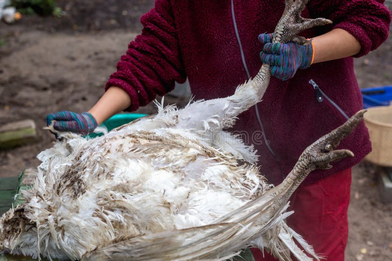 The Process of Removing Feathers from a Dead Turkey. Stock Photo ...