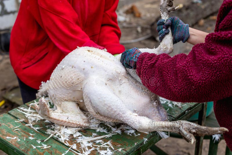 The Process of Removing Feathers from a Dead Turkey. Stock Image ...