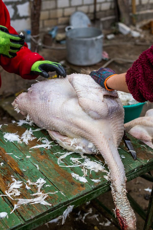 The Process of Removing Feathers from a Dead Turkey. Stock Image ...