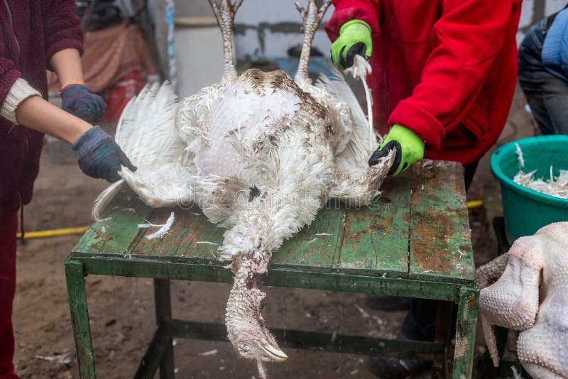 The Process of Removing Feathers from a Dead Turkey. Stock Photo ...