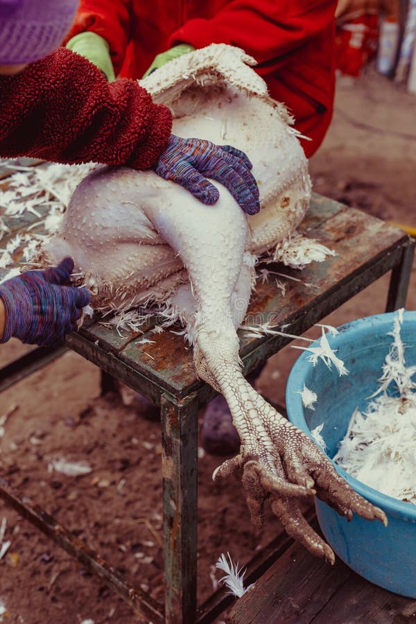 The Process of Removing Feathers from a Dead Turkey. Stock Image ...