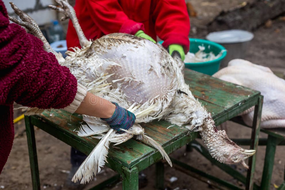 The Process of Removing Feathers from a Dead Turkey Stock Photo - Image ...