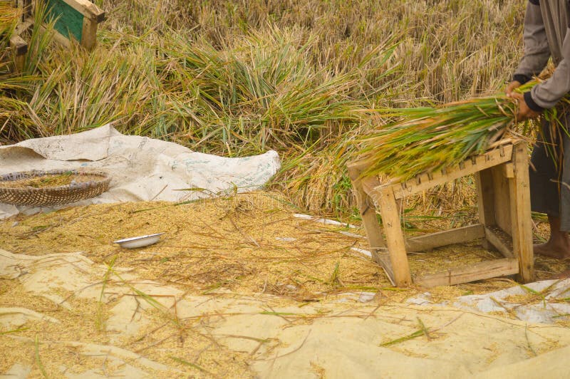 The Process of Removing Rice from the Stalk in the Traditional Way ...