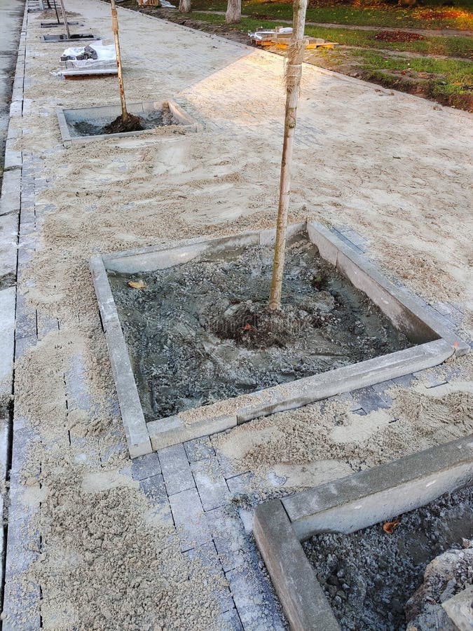 Repair of the Tiled Sidewalk Around the Trees in Perspective Stock ...