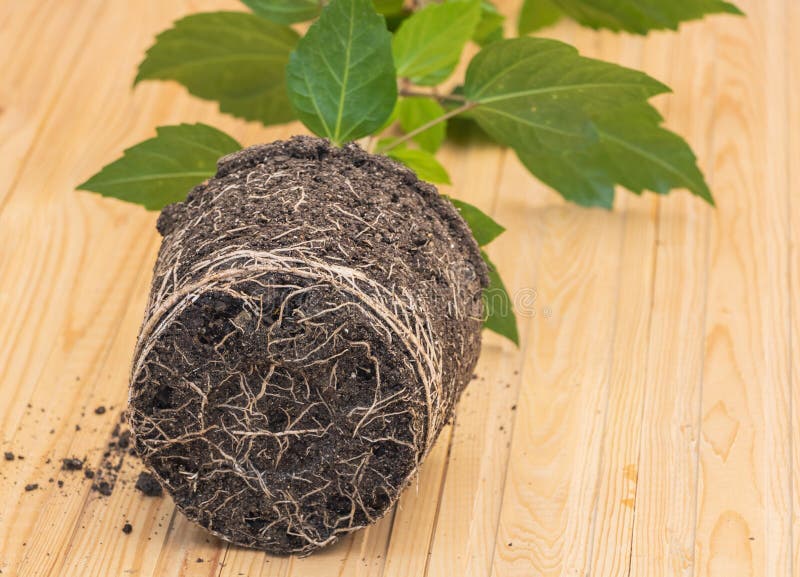 In Process of Repotting Hibiscus - Roots Close Up Stock Photo - Image ...