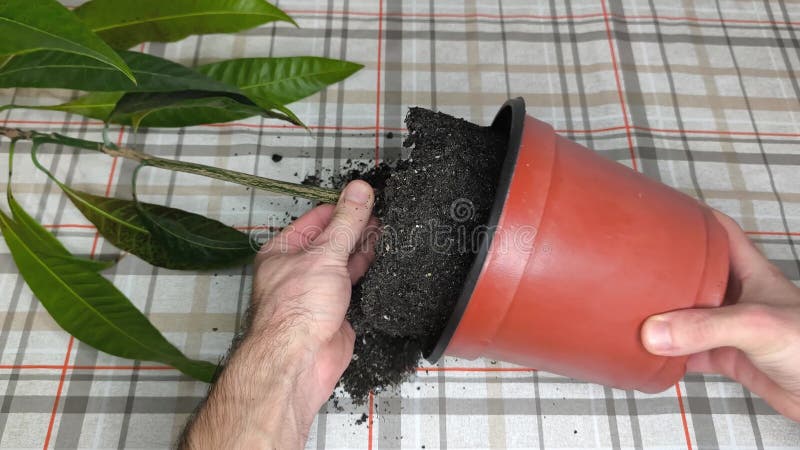 In Process of Repotting Mango Tree - Removing the Old Pot Stock Footage ...