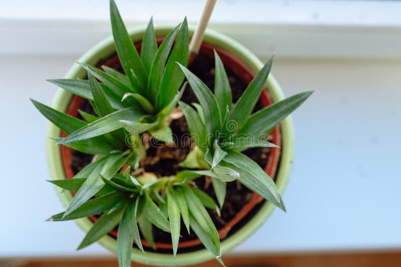 Rooting pineapple at home stock photo. Image of green - 303253178