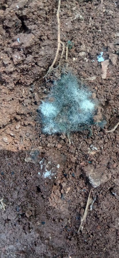The Process of Rotting Cassava Skin on the Ground Stock Image - Image ...
