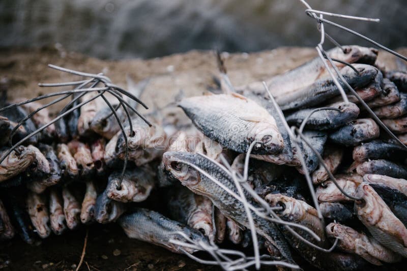 The Process of Salting Caught Fish. Dried Roach Stock Image - Image of ...