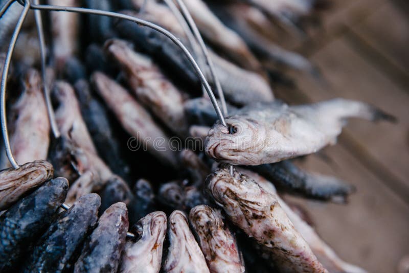 The Process of Salting Caught Fish. Dried Roach Stock Image - Image of ...