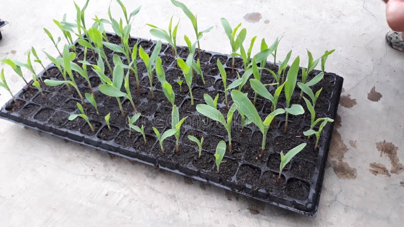 The Process of Seeding Corn Plants in the Planting Medium so Stock ...
