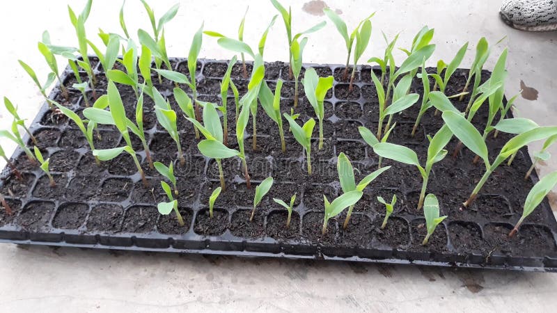 The Process of Seeding Corn Plants in the Planting Medium so Stock ...