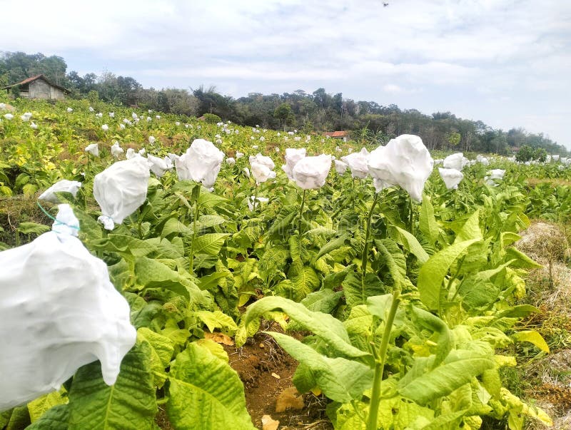 The Process of Seeding Tobacco Plants in the Garden Stock Photo - Image ...