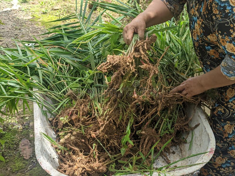 The Process of Selecting Ginger that Has Been Harvested. Pati, Central ...