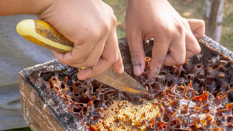 The Process of Separating the Colony of Stingless Bee Trigona S.p Stock ...