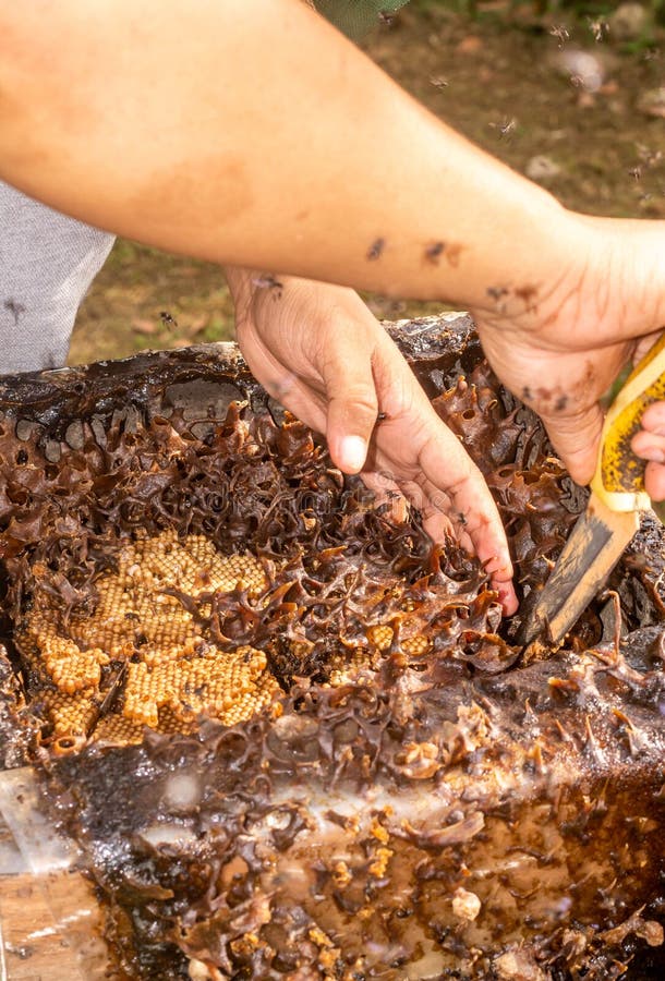The Process of Separating the Colony of Stingless Bee Trigona S.p Stock ...