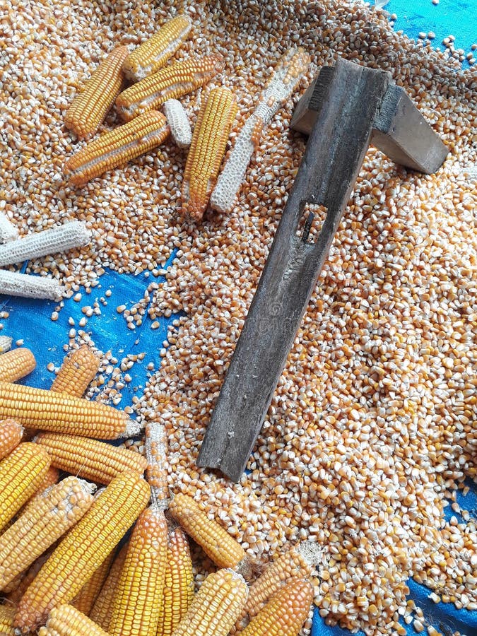 The Process of Separating Corn Kernels from the Cob with a Simple Tool ...
