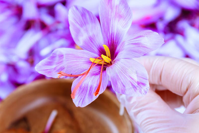 288 Saffron Process Stock Photos - Free & Royalty-Free Stock Photos ...