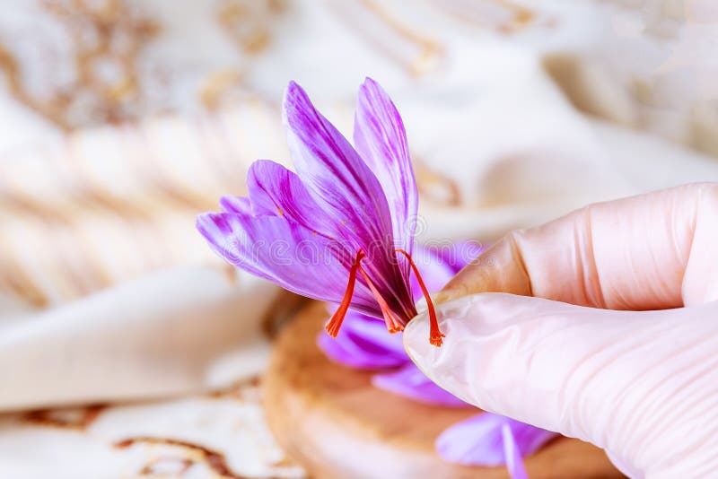 288 Saffron Process Stock Photos - Free & Royalty-Free Stock Photos ...