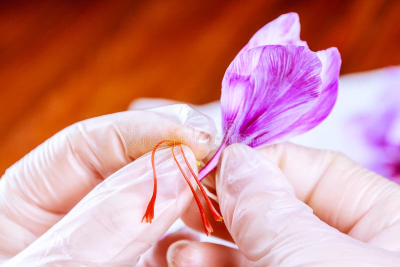 288 Saffron Process Stock Photos - Free & Royalty-Free Stock Photos ...