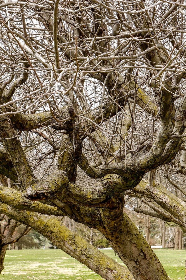 Process of Shedding and Replacement of Leaves in a Tree Stock Image ...