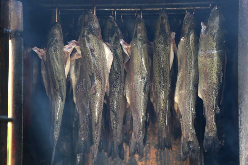 Close-up of a Tobacco Making Process Stock Image - Image of production ...