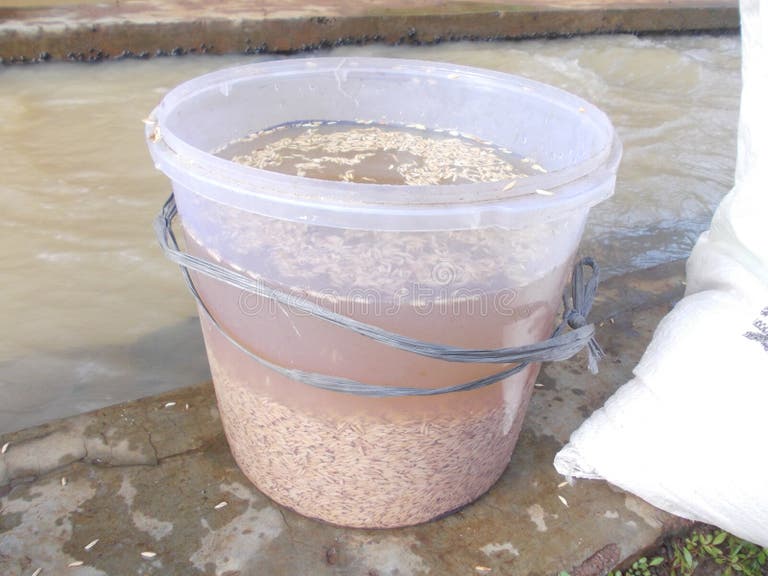 The Process of Soaking Rice Seeds To Test the Grain Quality of the ...