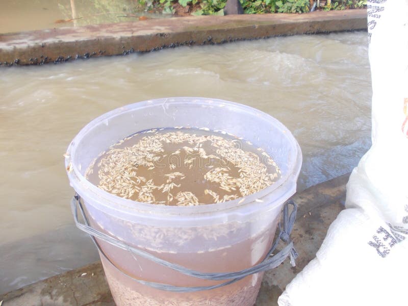 The Process of Soaking Rice Seeds Stock Image - Image of seeds, snack ...