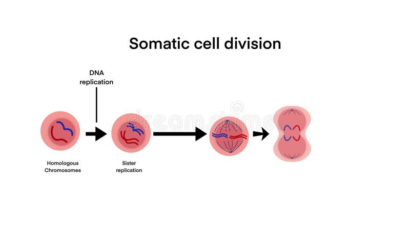 Process of Somatic Cell Division, Specifically Mitosis, the Key Stages ...