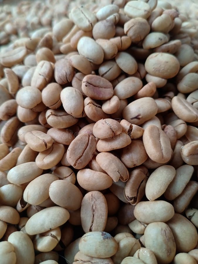 Coffee Bean Sorting Process Stock Photo - Image of coffee, agriculture ...