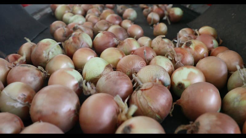 Fresh Onions Move on a Conveyor Belt in a Sorting Complex Close-up 4K ...