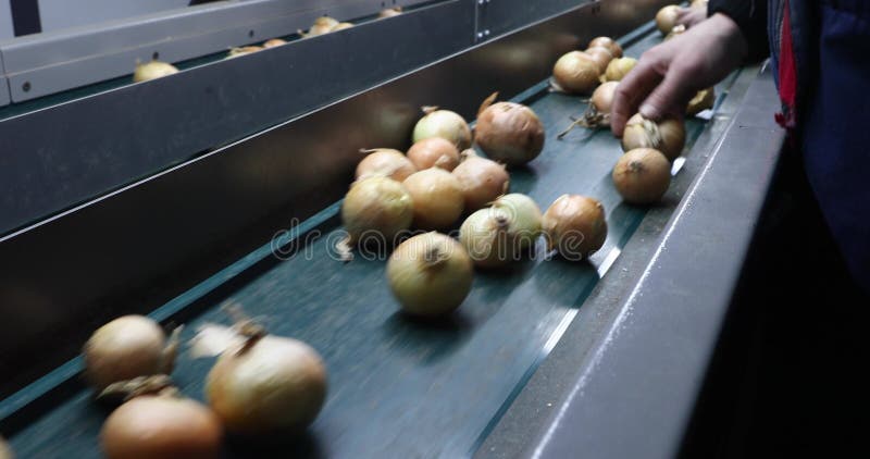 The Process of Sorting Onions on the Conveyor Belt of a Modern ...