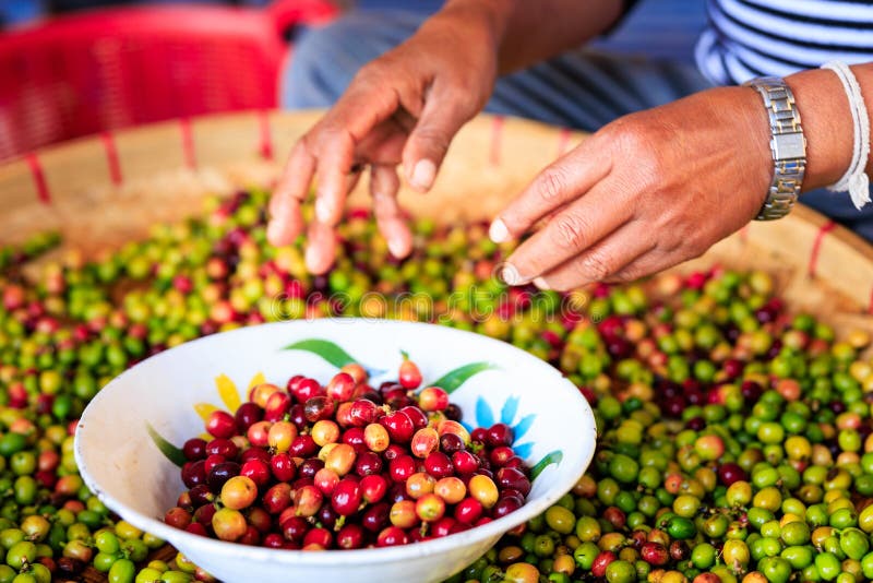 137 Sorting Green Beans Stock Photos - Free & Royalty-Free Stock Photos ...