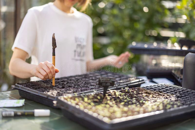 The Process of Sowing Seeds into Seedling Trays Stock Image - Image of ...