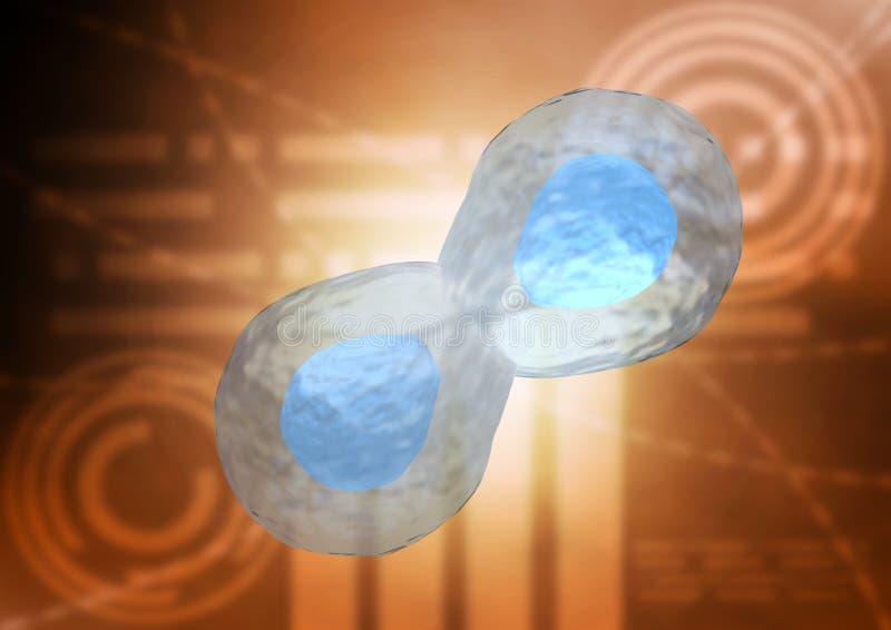Process of Splitting the Stem Cells on an Organic Background Stock ...