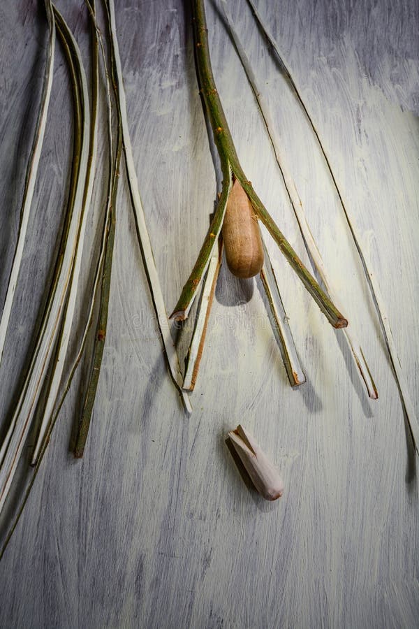 Process of Willow Sticks Preparation for Basket Weaving Stock Image ...