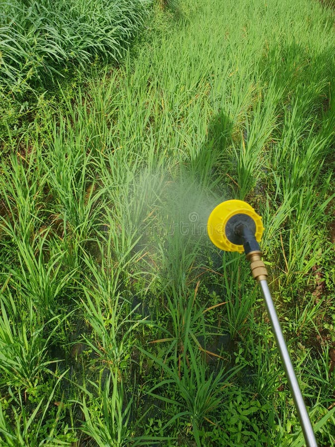 The Process of Spraying Rice To Control Planthopper Pests? Stock Photo ...