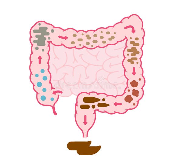 Large Intestine Stock Illustrations – 9,318 Large Intestine Stock ...