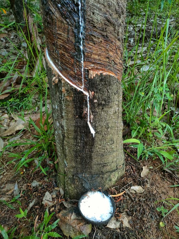 The Process of Tapping/extracting Rubber Tree Sap Stock Image - Image ...